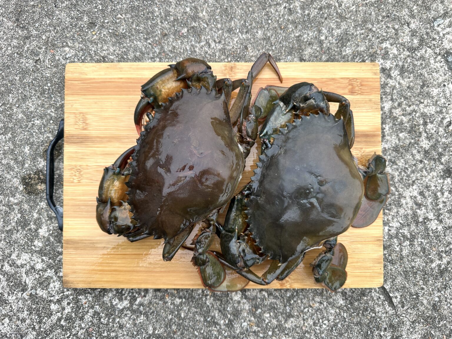 Live Indonesian Mud Crabs (2 Sizes) - Freshest Seafood Delivery ...